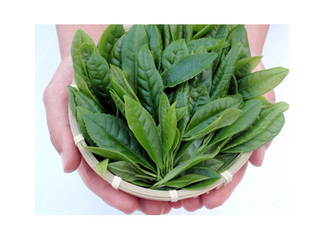 Best Yamecha sencha – Japanese cookware online store